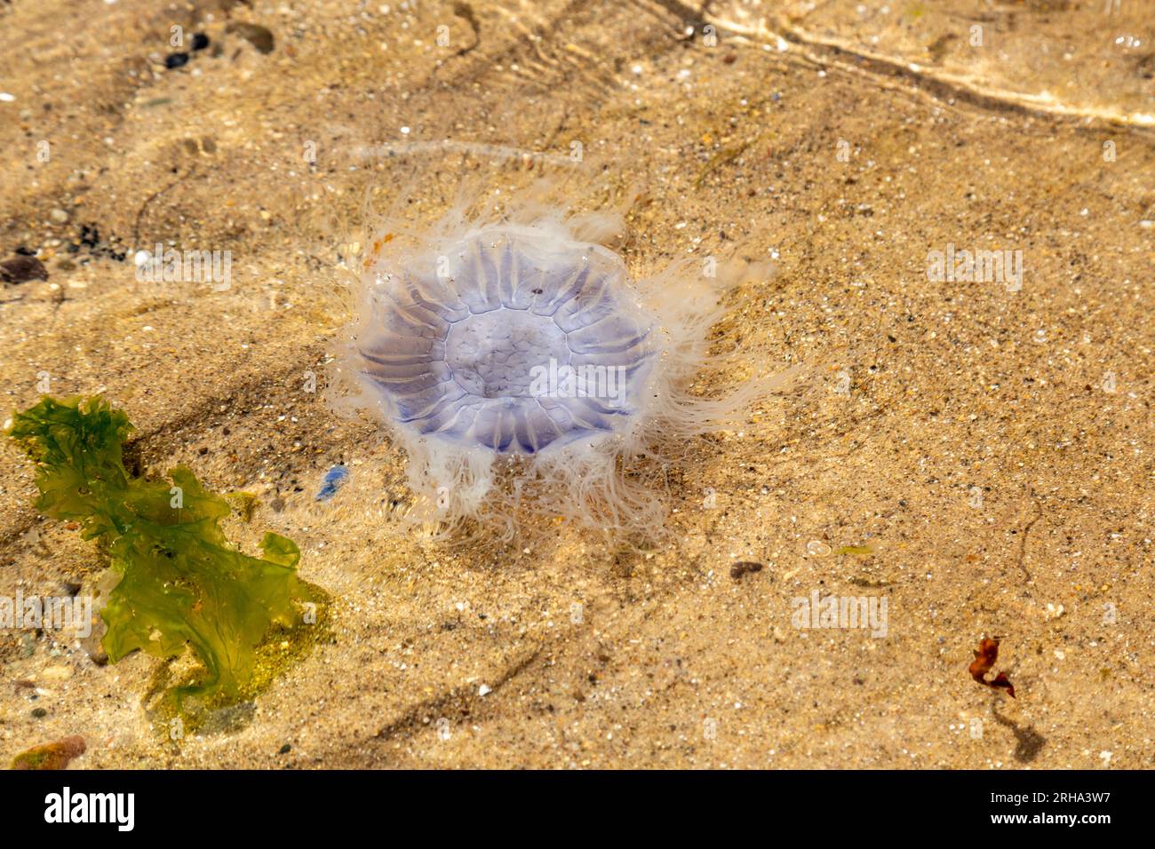 Jellyfish in the shallow waters of a beach in Fife Scotland Stock Photo ...