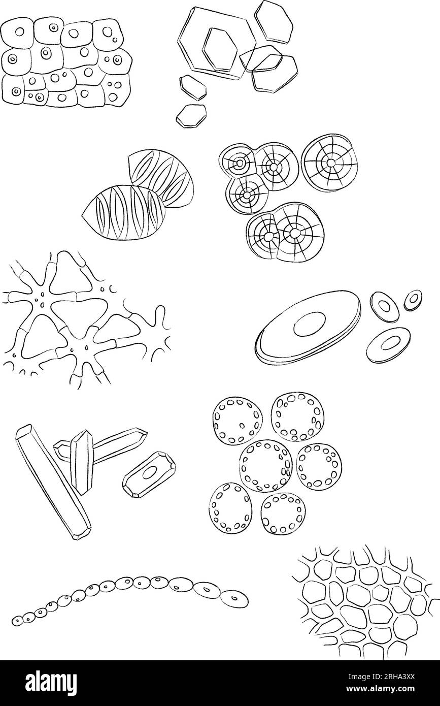Biology doodles. Scientific drawings isolated on white background Stock ...