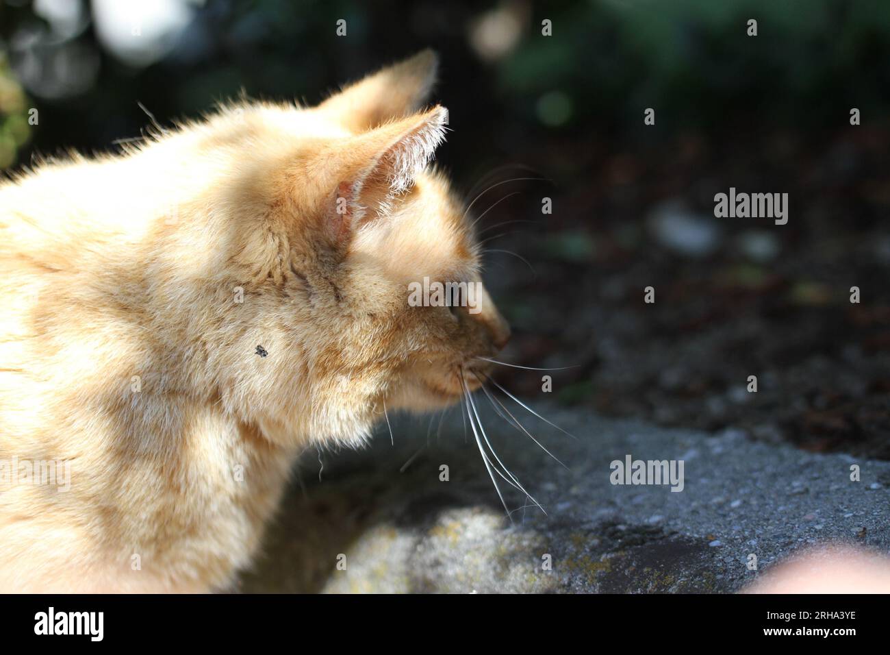 ginger cat outdoors with green plants garden Stock Photo - Alamy