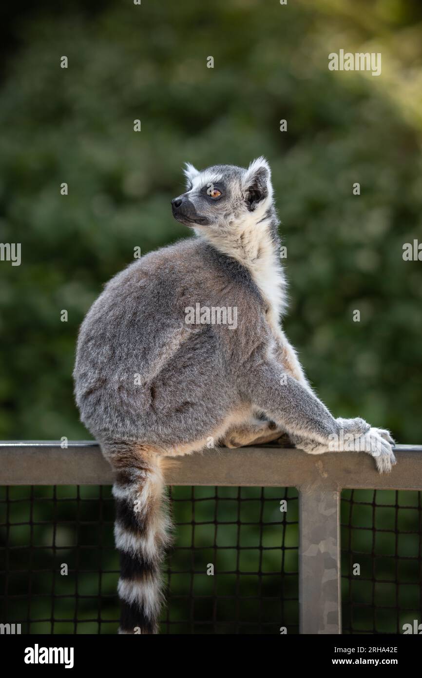 Vertical Side Portrait of Ring-Tailed Lemur Sitting on Fence in ...