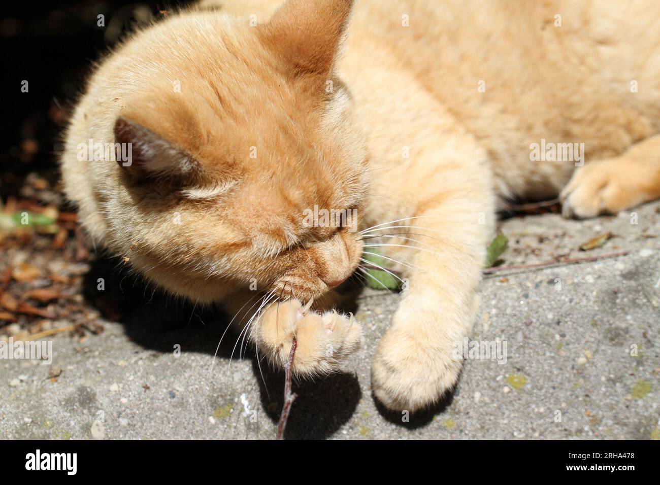 ginger cat outdoors with green plants garden Stock Photo - Alamy
