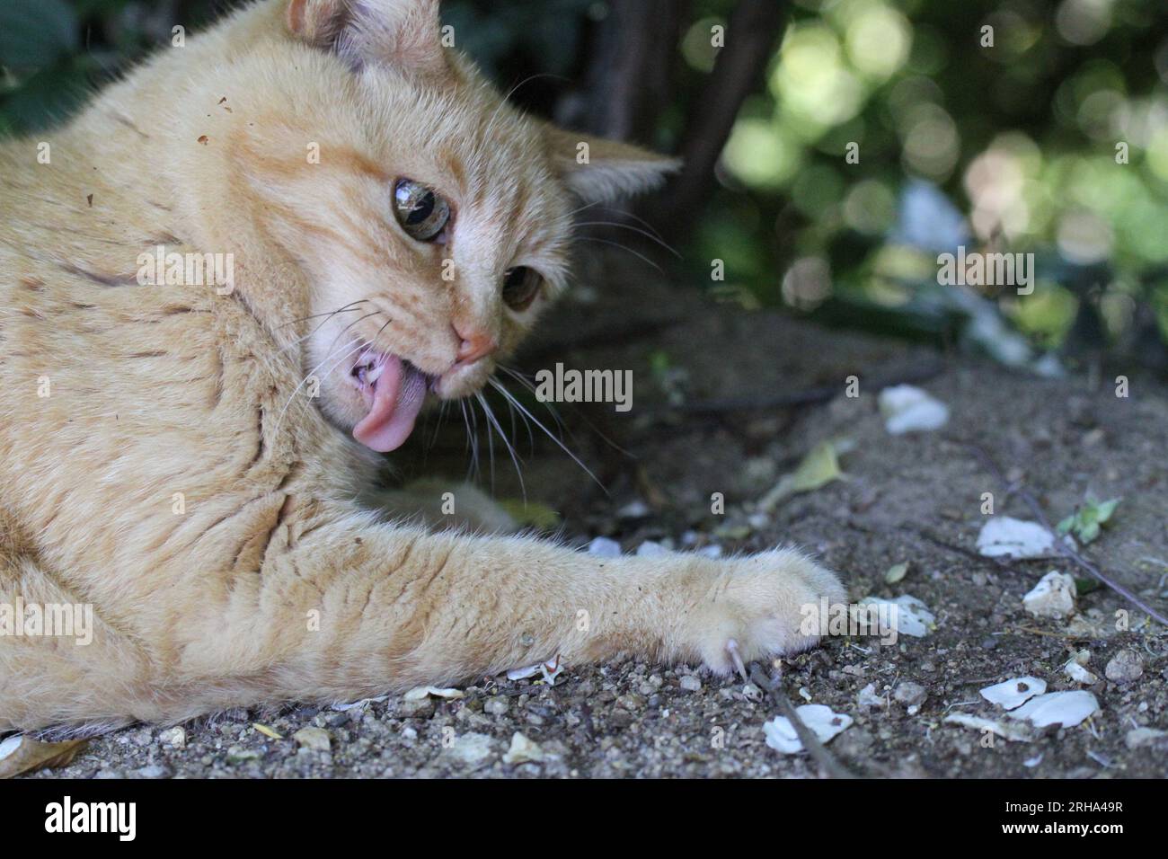 ginger cat outdoors with green plants garden Stock Photo - Alamy