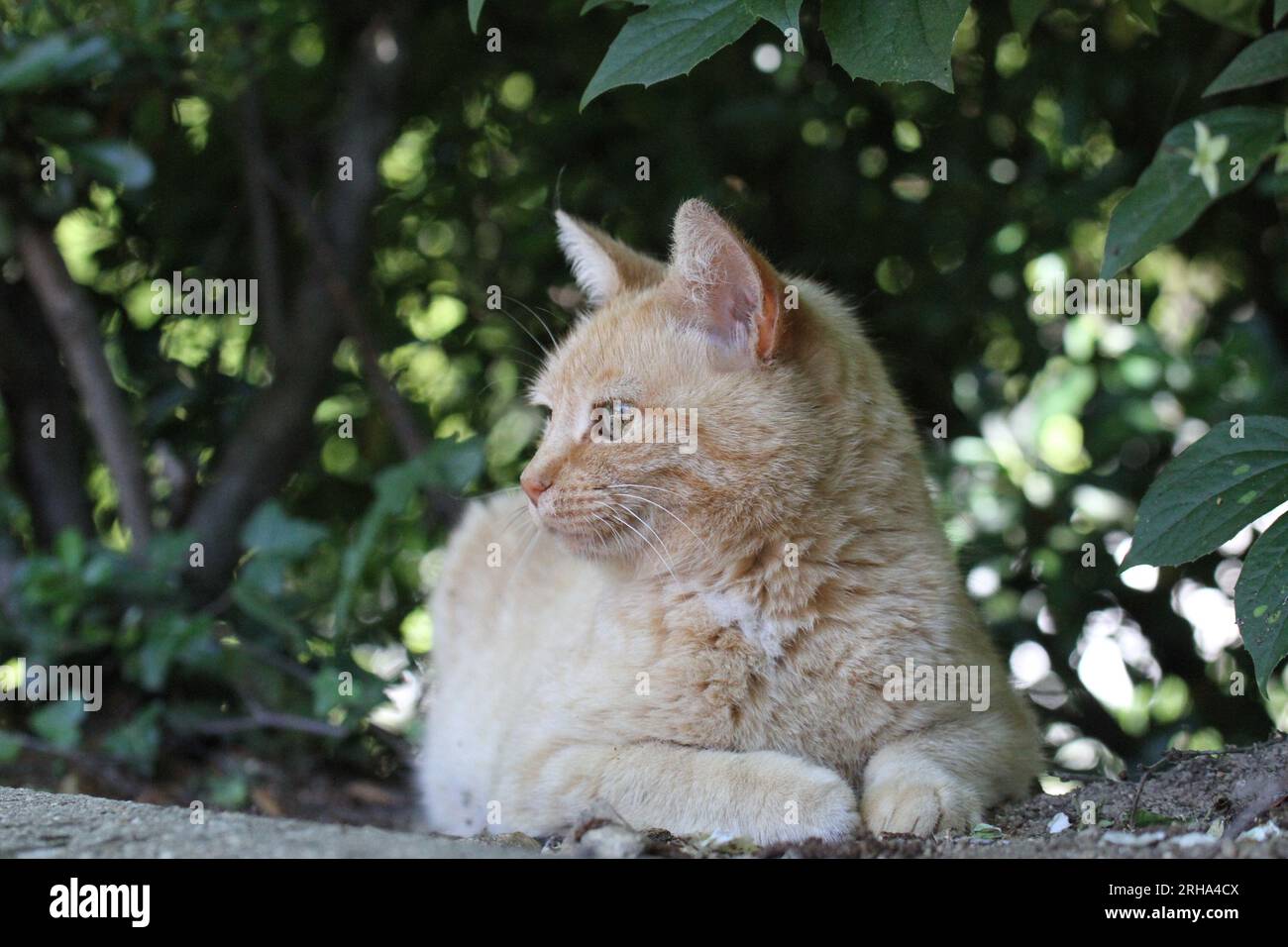 ginger cat outdoors with green plants garden Stock Photo - Alamy