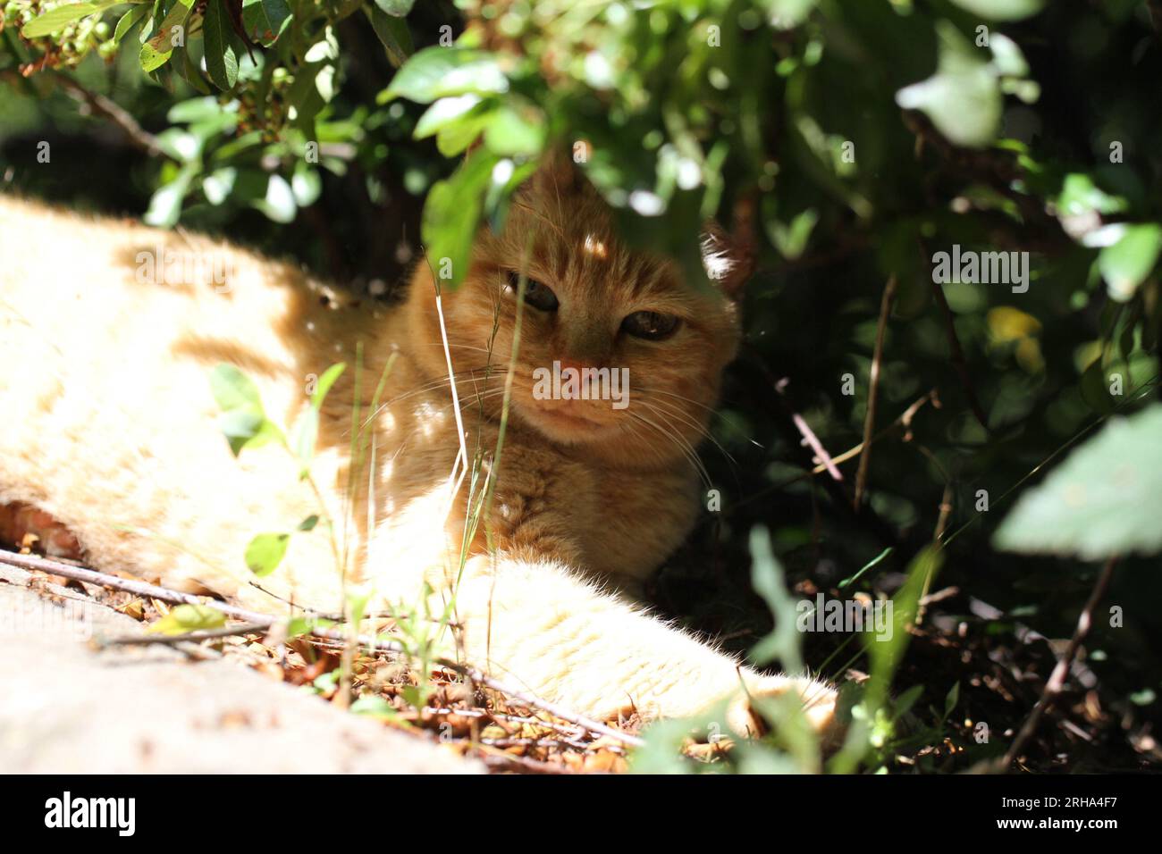 ginger cat outdoors with green plants garden Stock Photo - Alamy