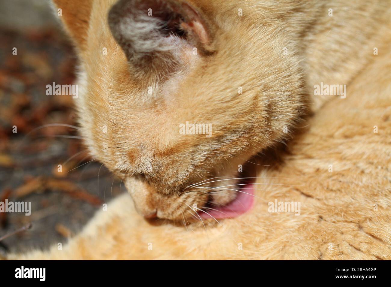 ginger cat outdoors with green plants garden Stock Photo - Alamy