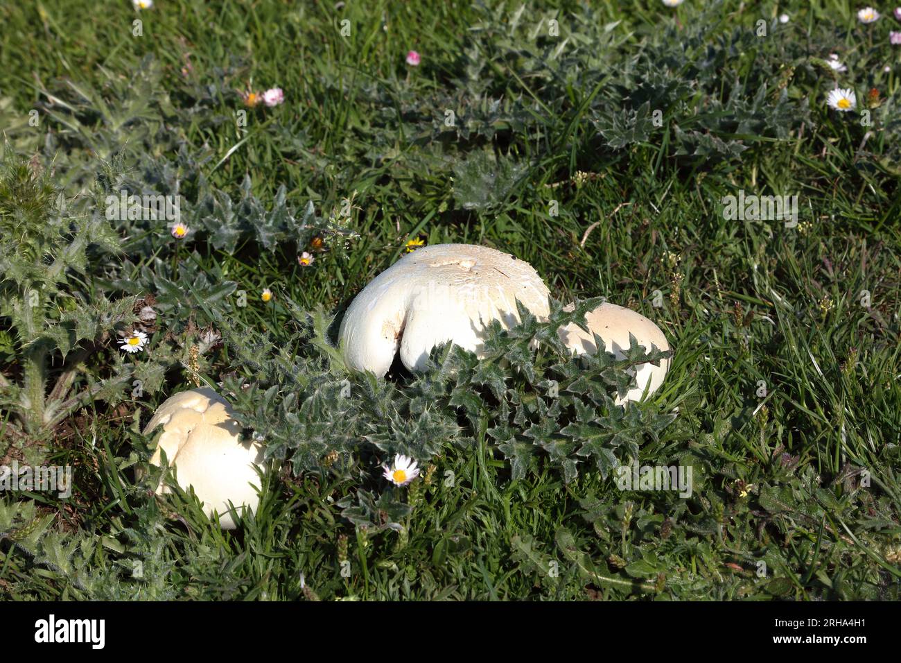 Horse sized mushrooms hi-res stock photography and images - Alamy