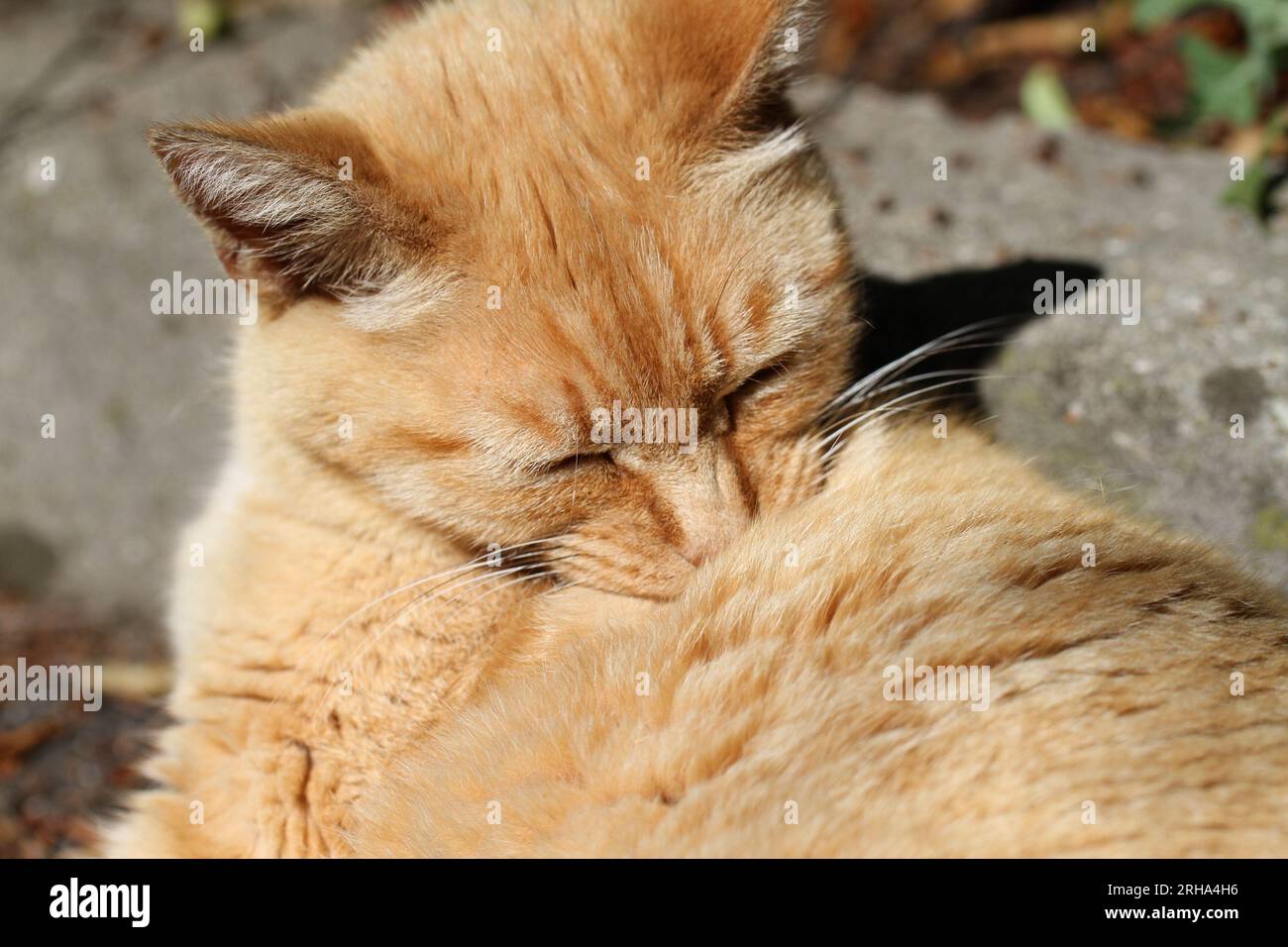 ginger cat outdoors with green plants garden Stock Photo - Alamy