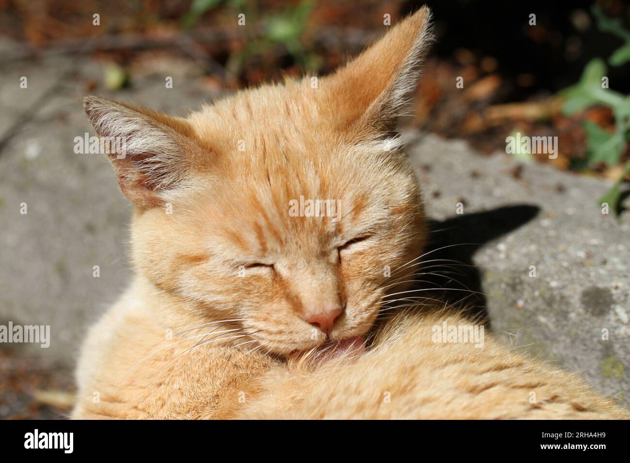 ginger cat outdoors with green plants garden Stock Photo - Alamy