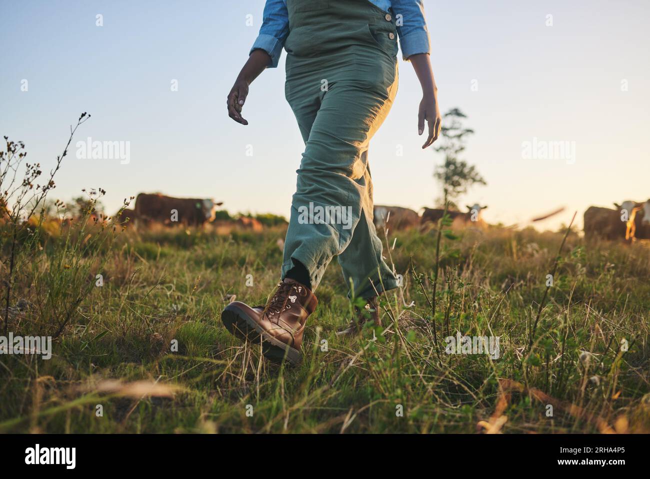 Feet, grass and farmer walking on a field of a livestock farm for ...