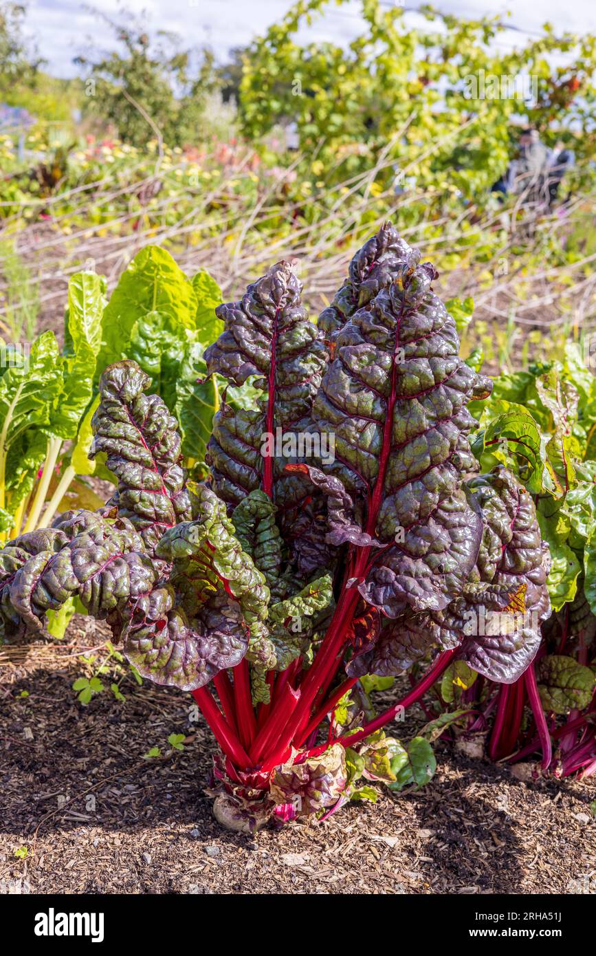 Potager garden hi-res stock photography and images - Alamy
