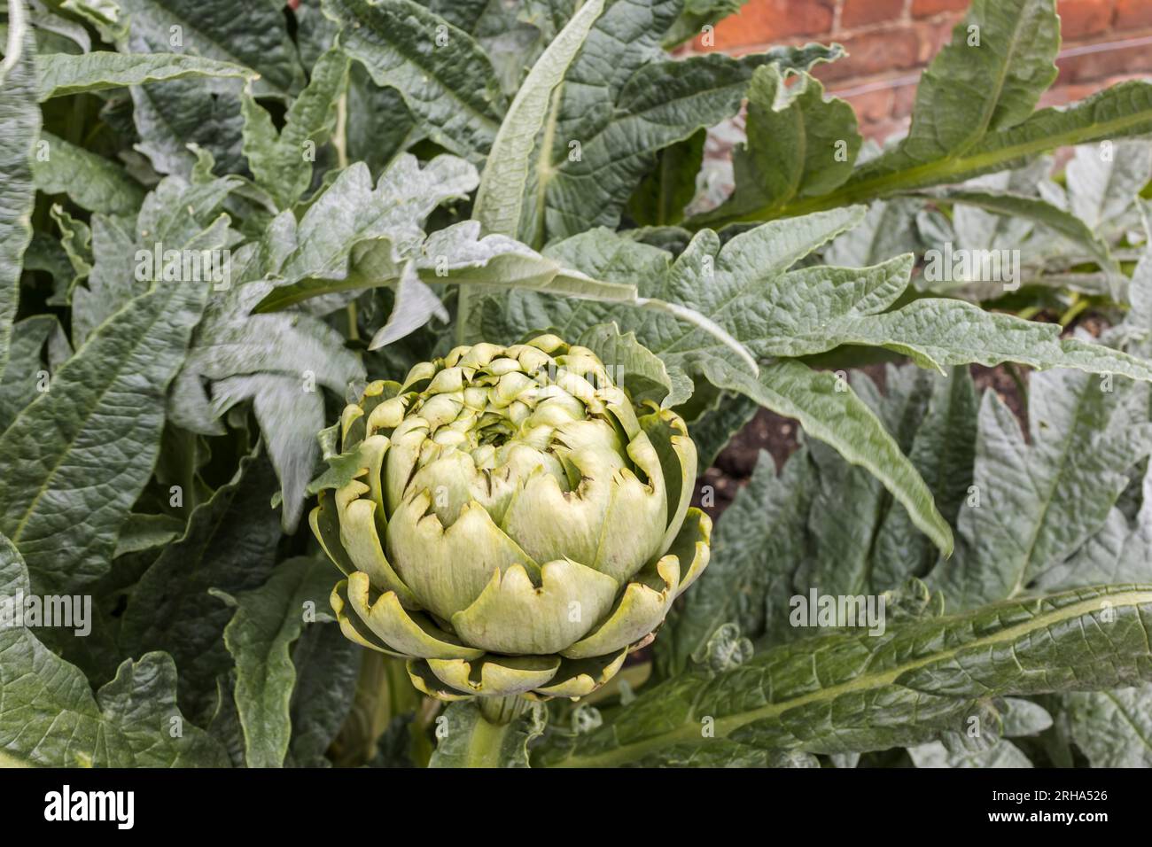 Large green globe artichoke growing in a garden Stock Photo - Alamy