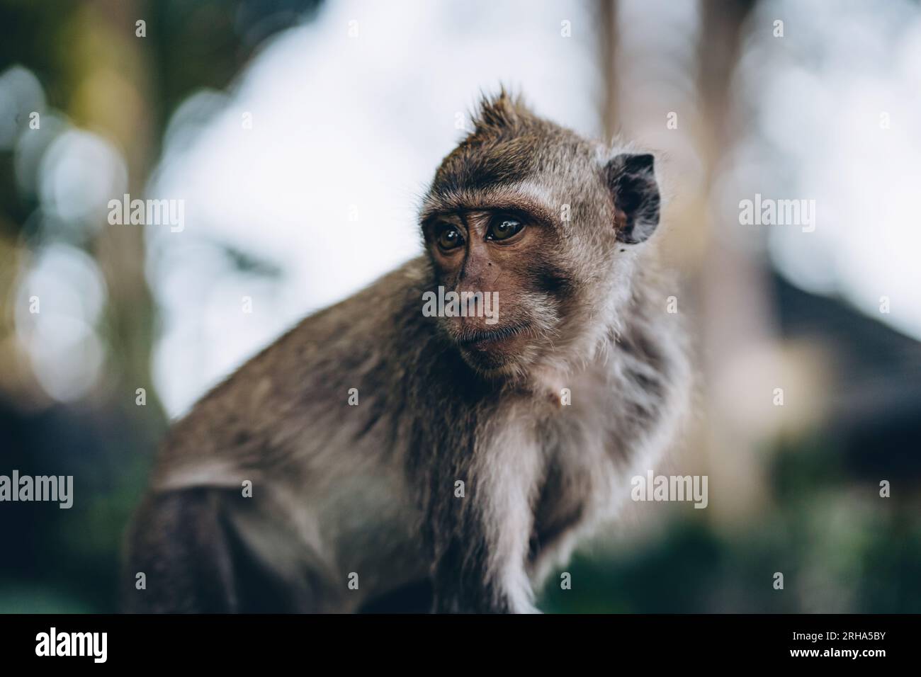 Primate aggressive behavior hi-res stock photography and images - Alamy