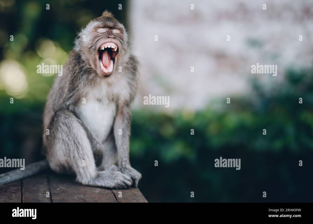 Close up shot of funny yawning monkey. Sitting macaque with open mouth ...