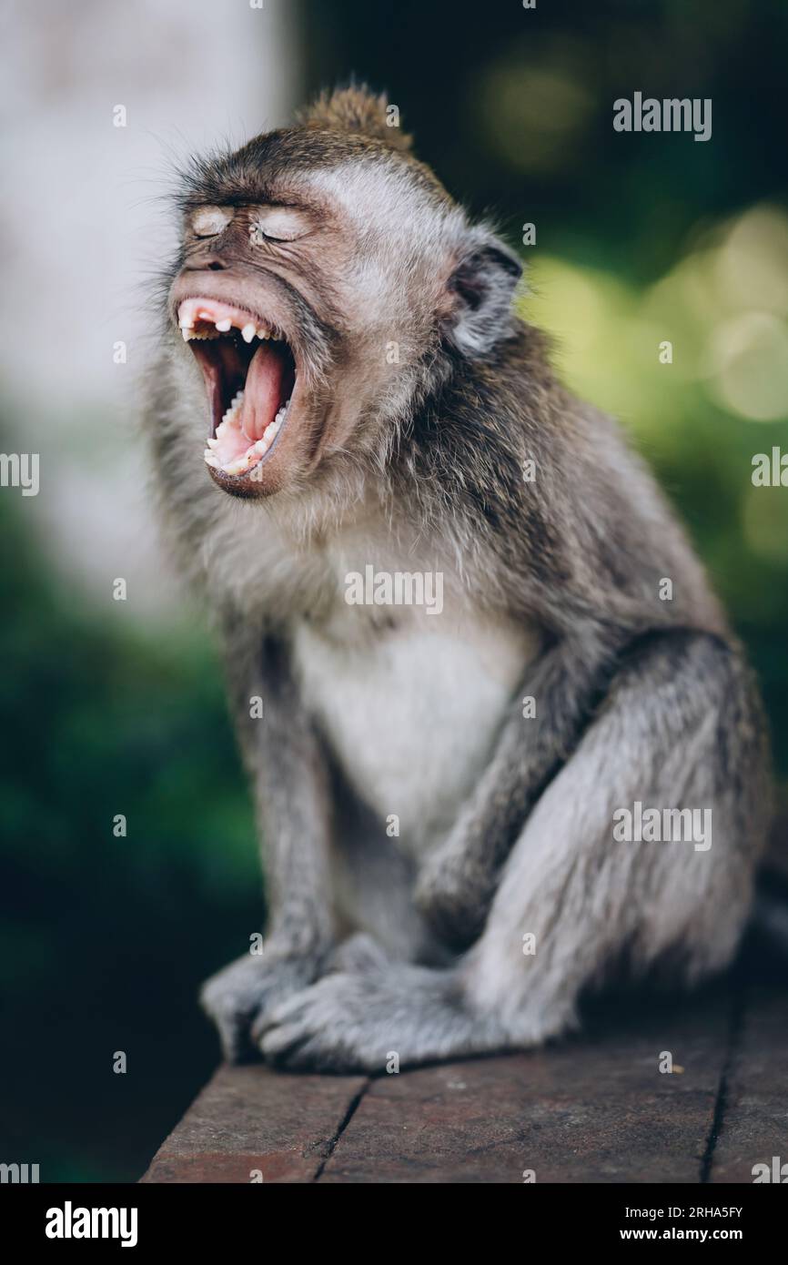 Yawning Monkey