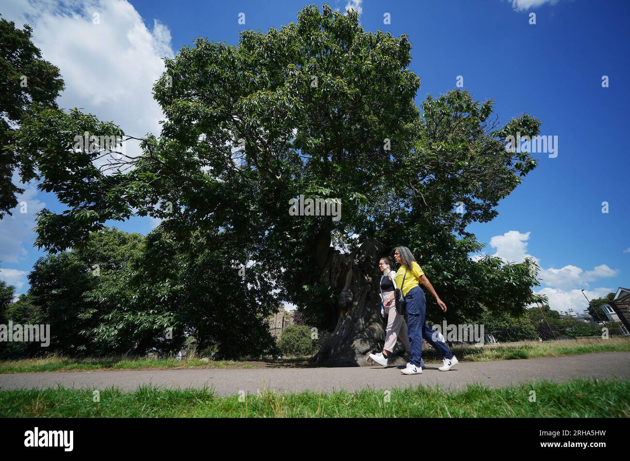 A sweet chestnut tree, planted at the request of King Charles II, and ...