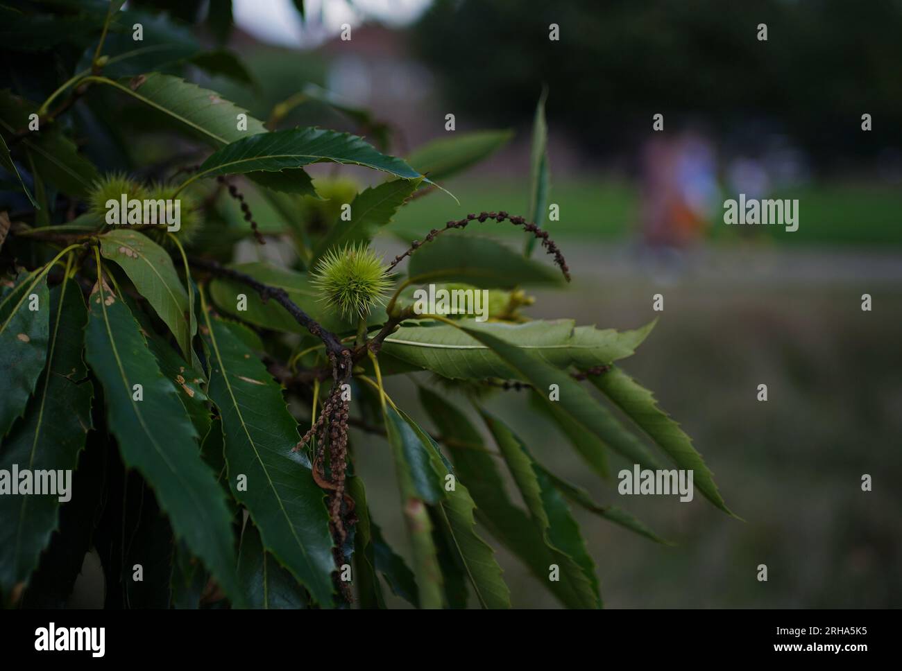 A sweet chestnut tree, planted at the request of King Charles II, and ...