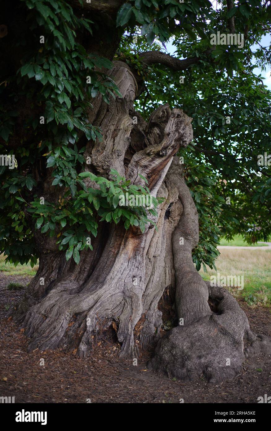 A sweet chestnut tree, planted at the request of King Charles II, and ...