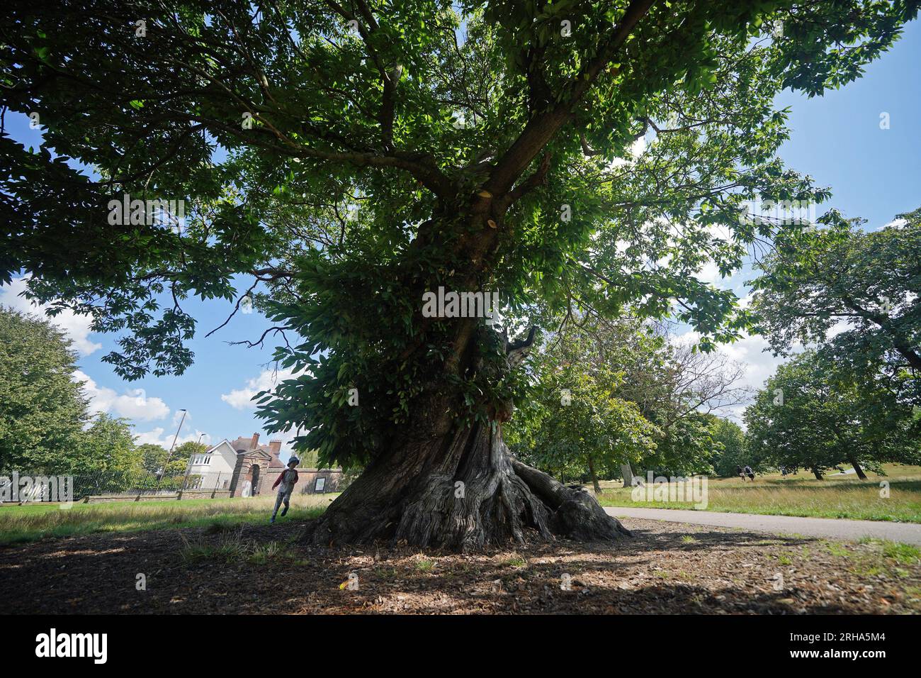 A sweet chestnut tree, planted at the request of King Charles II, and ...