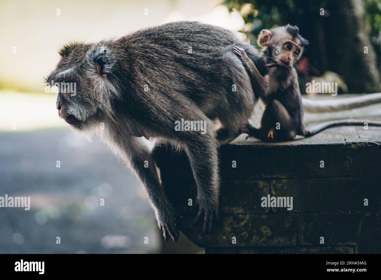 Close up shot of mother and child monkey sitting on stone. Cute macaque ...