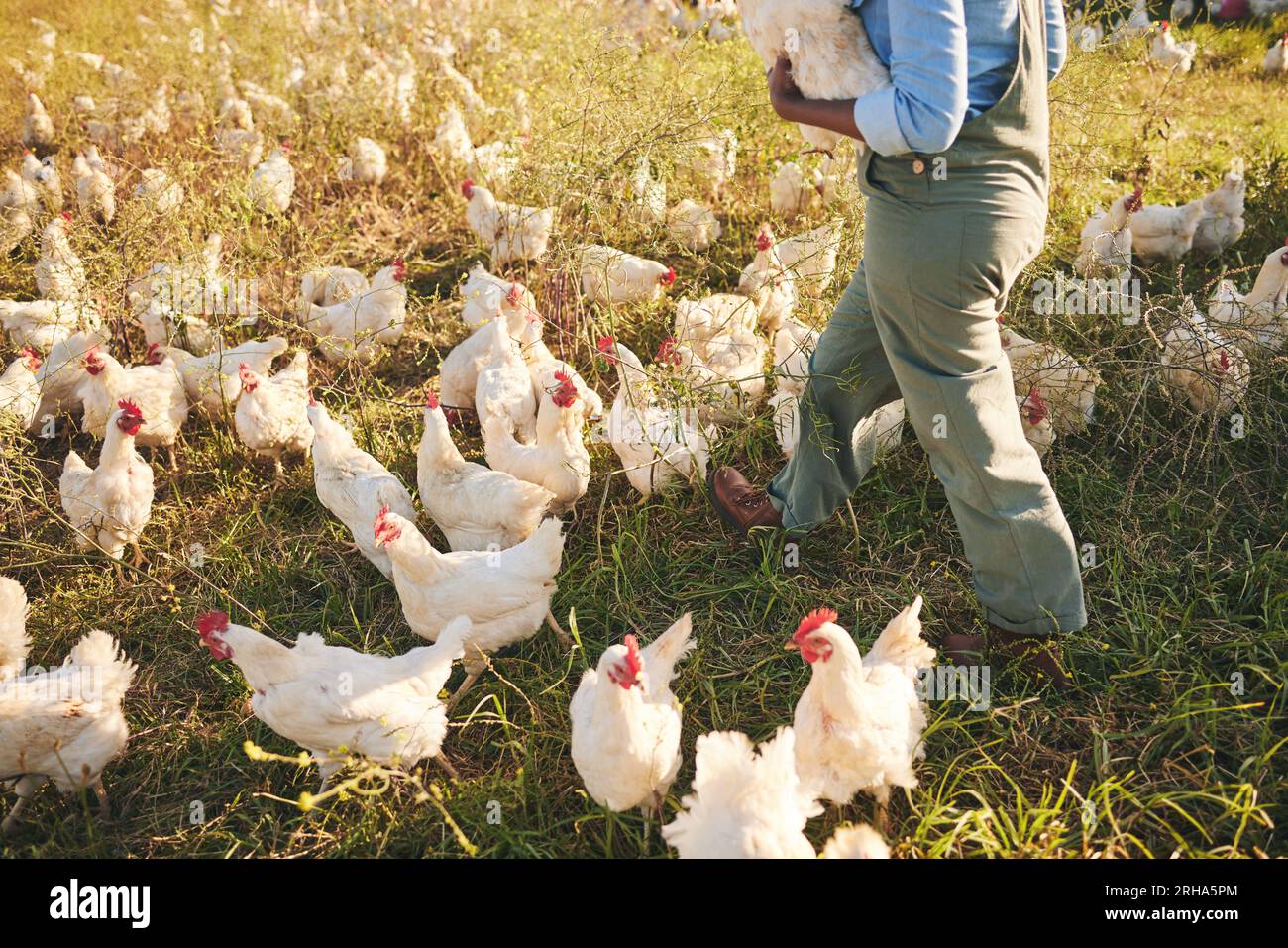 Chicken farmer, person walking and field with flock, outdoor and ...