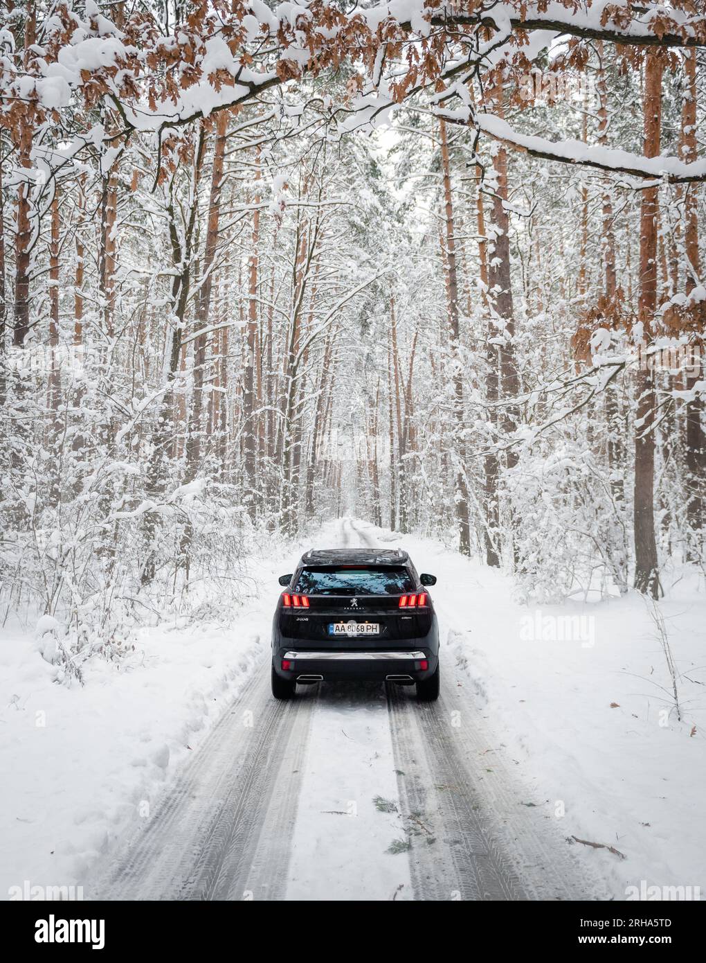Trees view driving on pine hi-res stock photography and images - Alamy