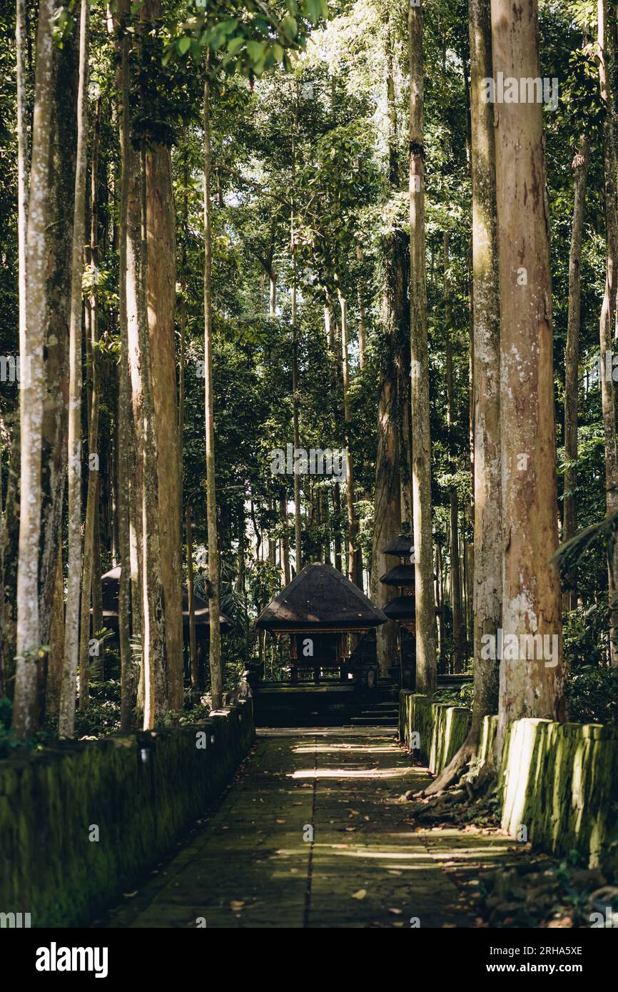 Photo of monkey forest trees way to hindu temple. Balinese traditional ...
