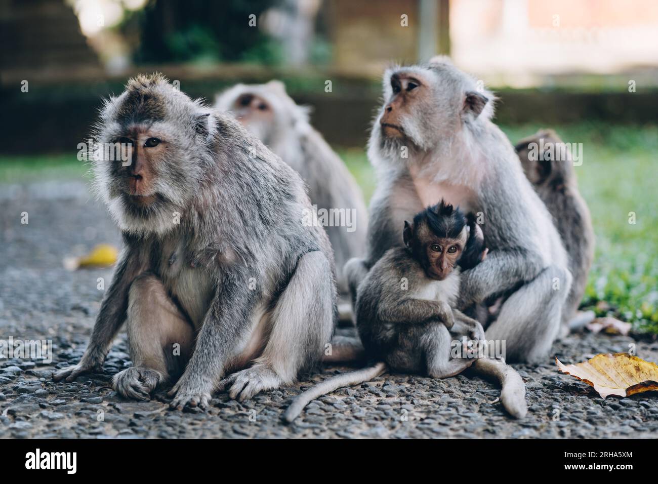 Closeup shot brown macaque hi-res stock photography and images - Alamy