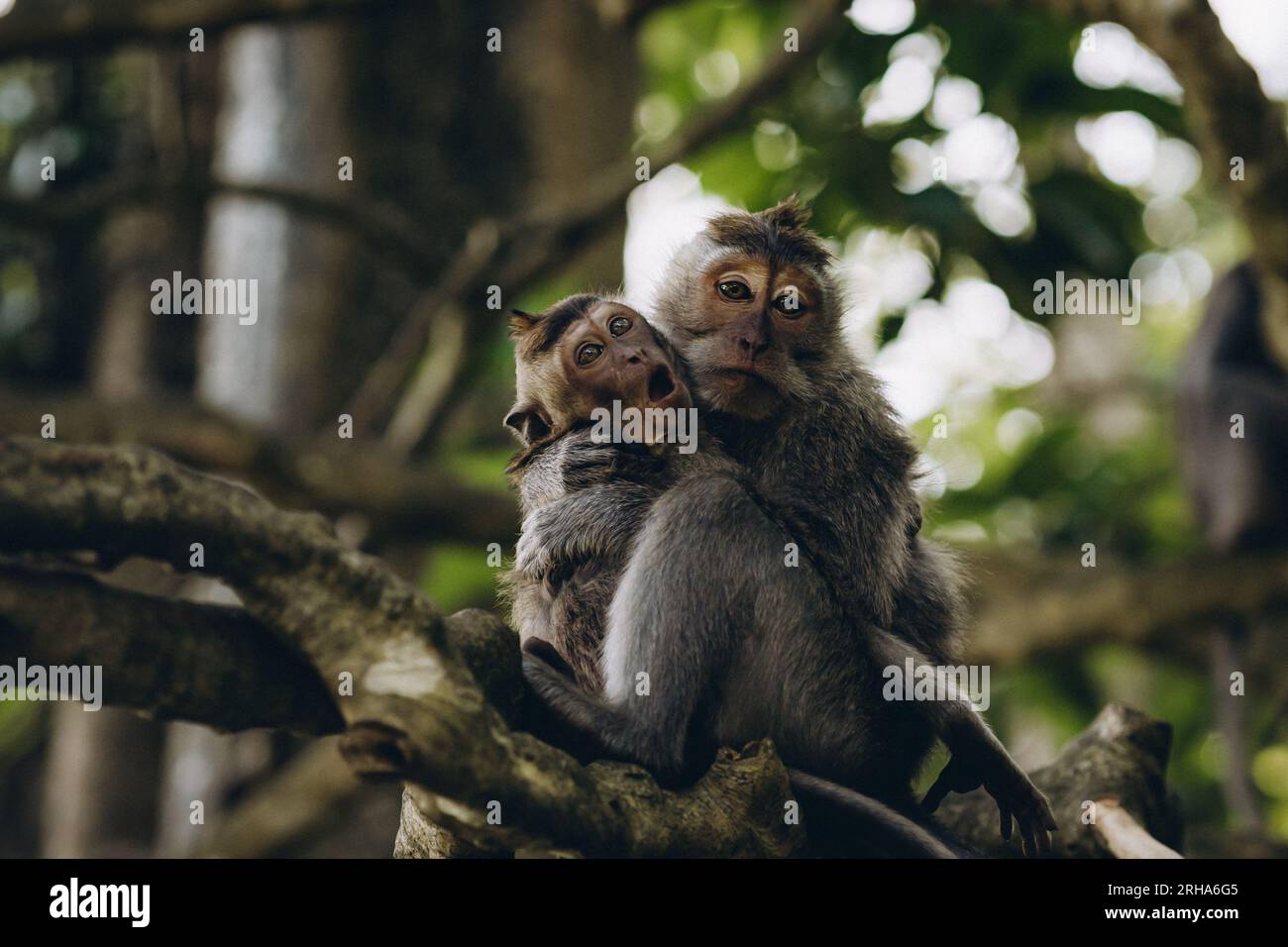 Close up shot of two funny hugging monkeys. Macaques in ubud sacred ...