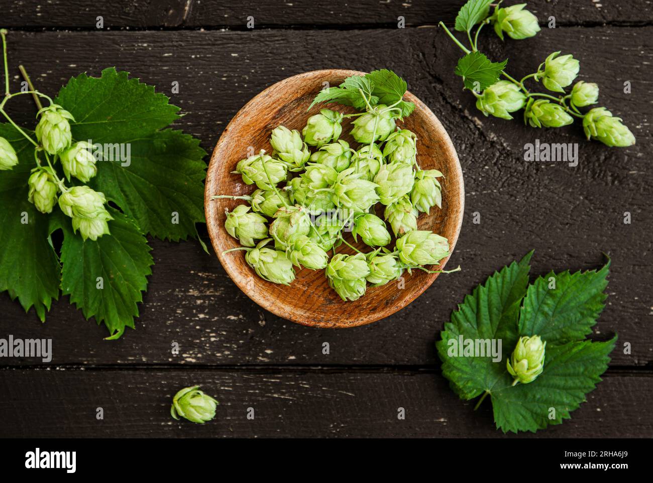 Picked herbal medicinal plant Humulus lupulus the common hop or hops ...