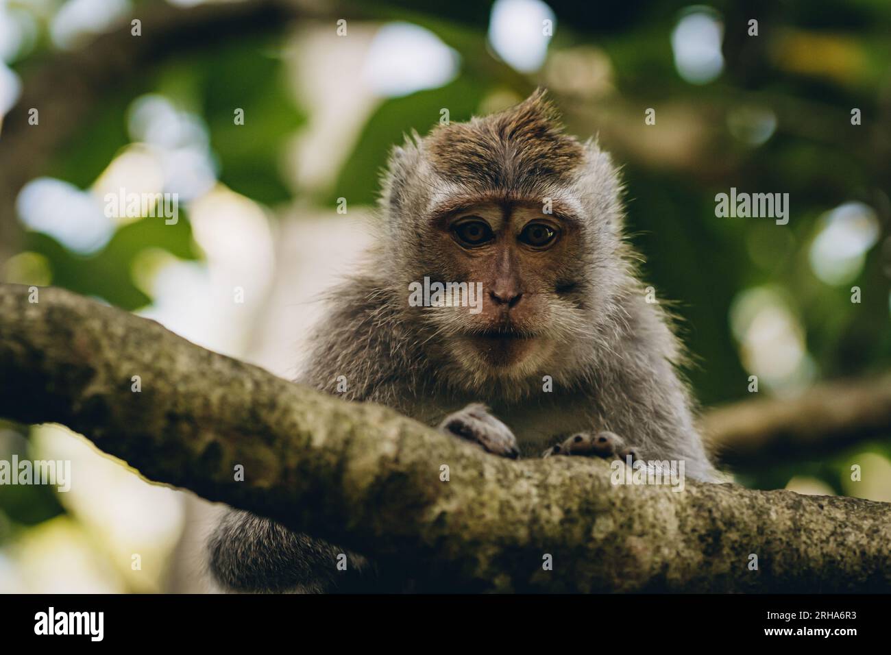 Close shot of cute funny monkey looking down from tree with nature ...