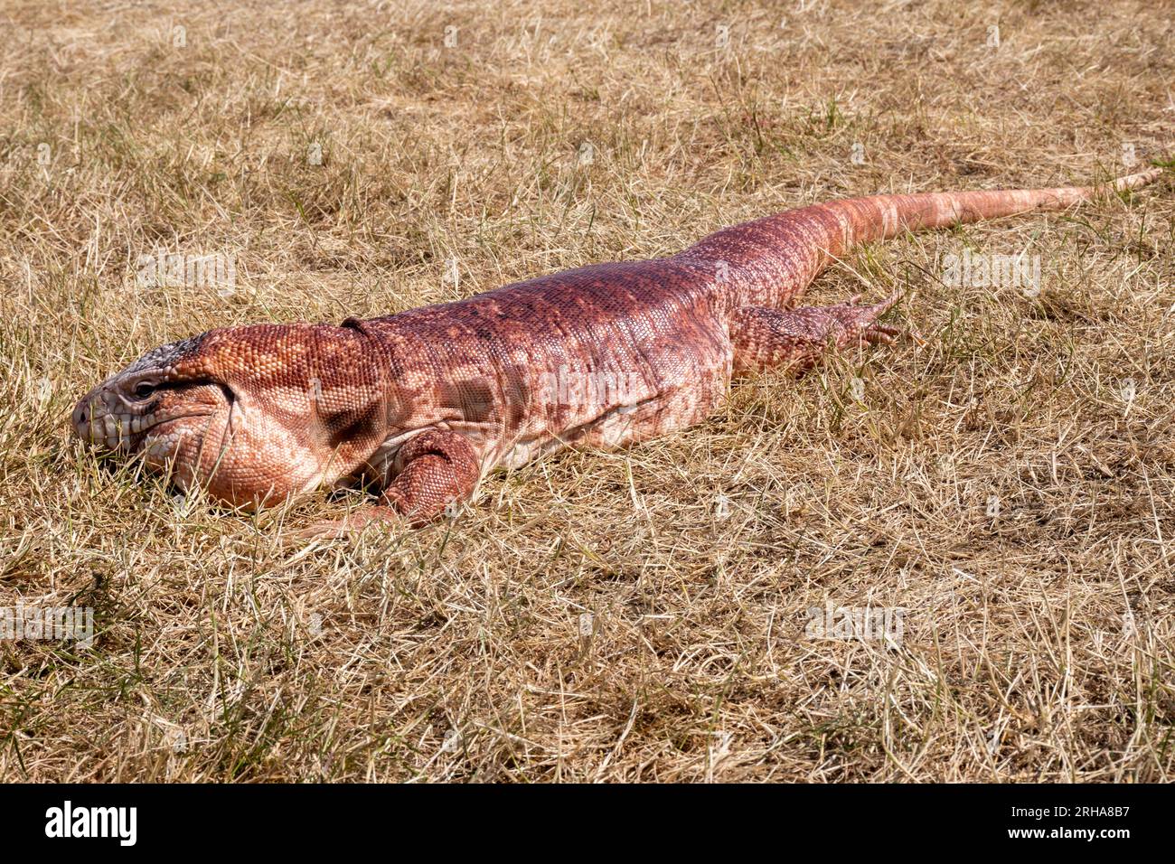 Macgyver the lizard hi-res stock photography and images - Alamy