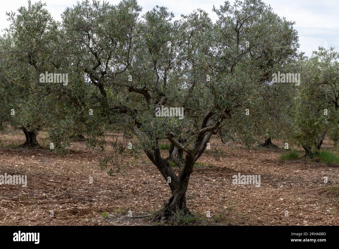 Olive trees growing in Alpilles region, Provence, France. Production of ...