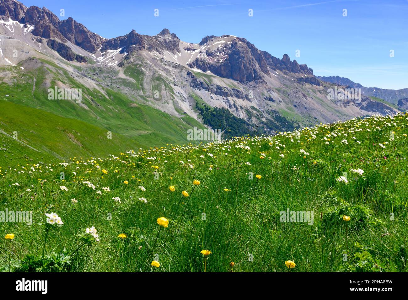 Blossom of colorful wild flowers on alpine meadows neat Col du Lautaret ...