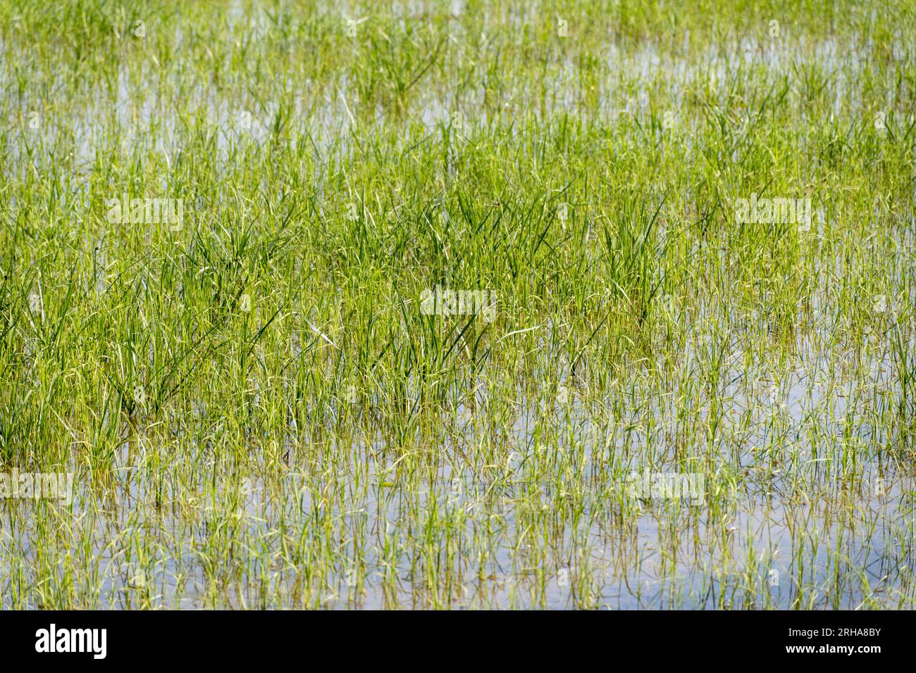 Cultivation of rice in Camargue, Provence, France. Rice plants growing ...