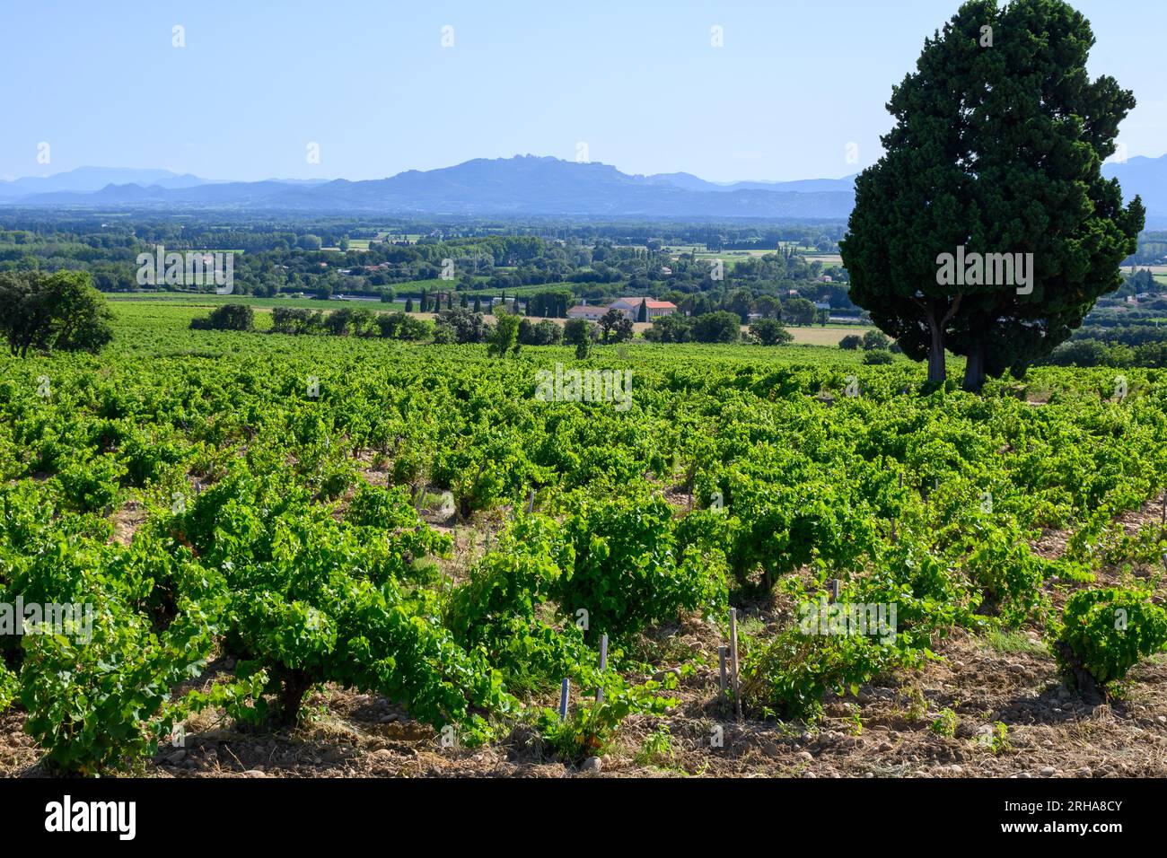 Vineyards of Chateauneuf du Pape appelation with grapes growing on ...
