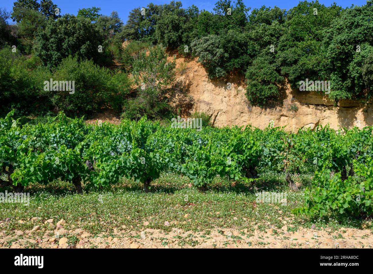 Vineyards of Chateauneuf du Pape appelation with grapes growing on ...