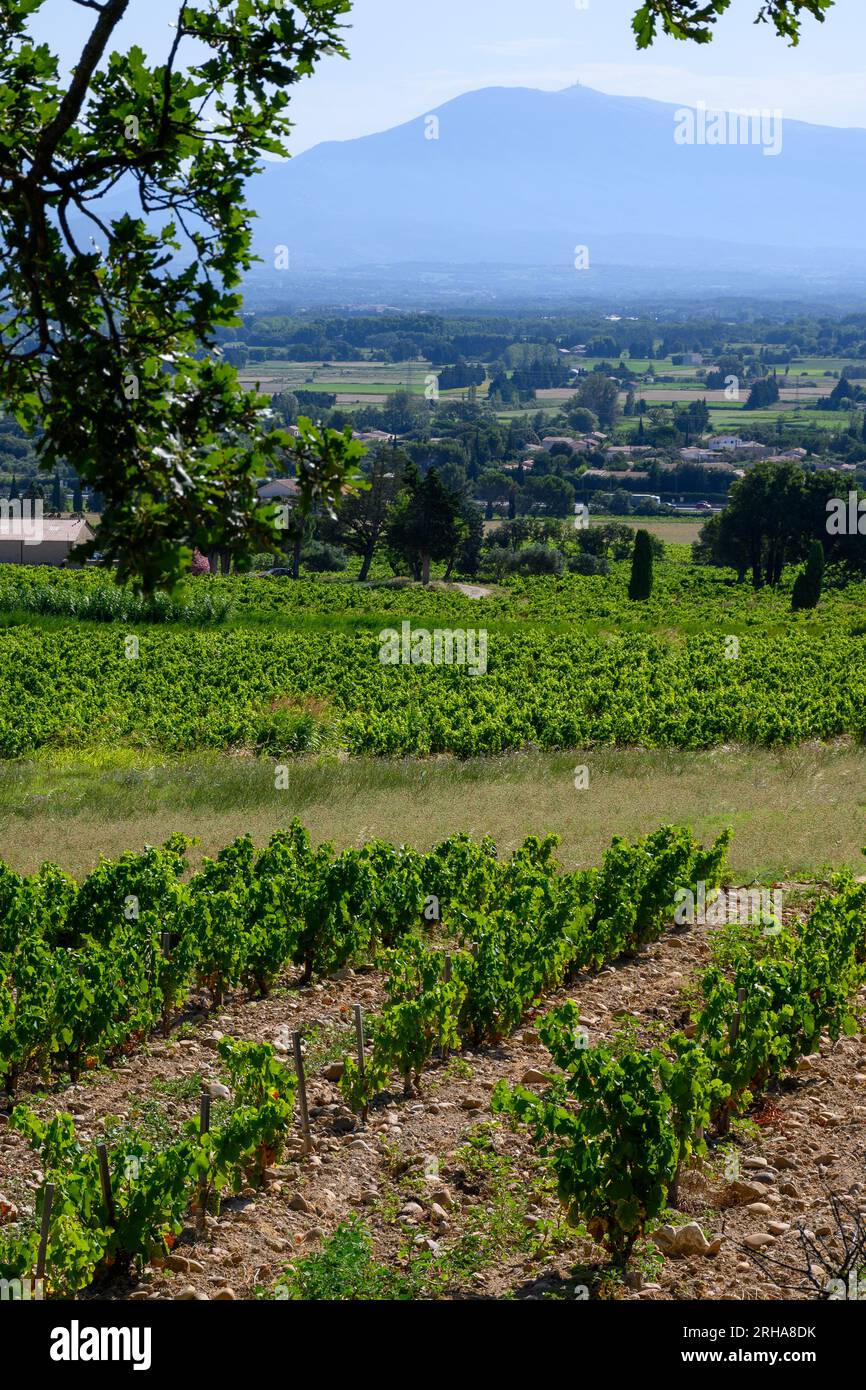 Vineyards of Chateauneuf du Pape appellation with grapes growing on ...