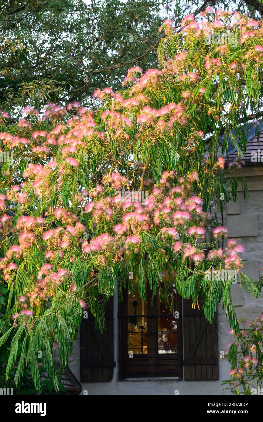 Pink blossom of Persian silk trees Albizia julibrissin in summer Stock ...