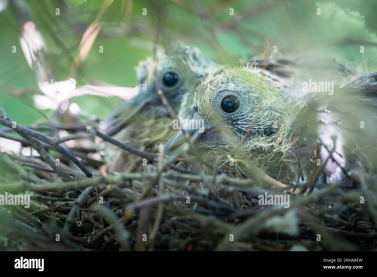 Baby birds in the nest on nature background. Shallow depth of field ...