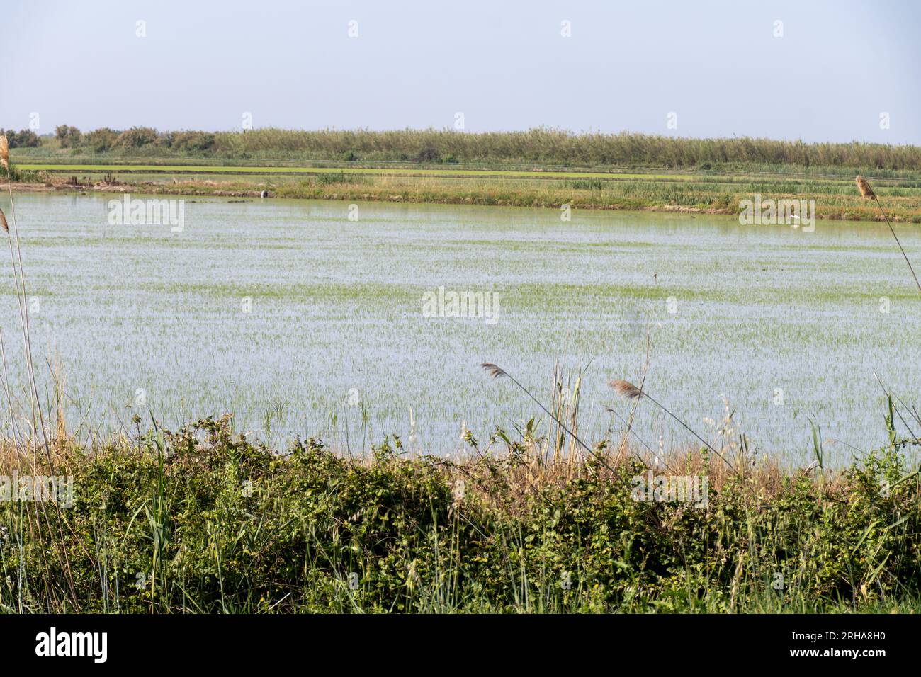Cultivation of rice in Camargue, Provence, France. Rice plants growing ...