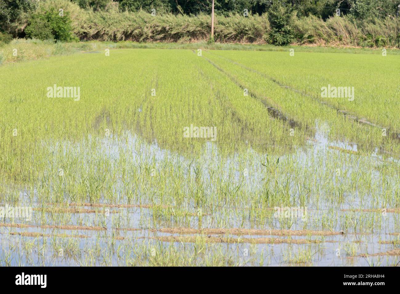 Cultivation of rice in Camargue, Provence, France. Rice plants growing ...