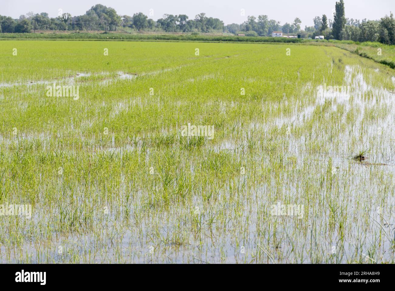 Cultivation of rice in Camargue, Provence, France. Rice plants growing ...