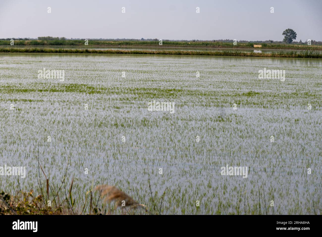 Cultivation of rice in Camargue, Provence, France. Rice plants growing ...