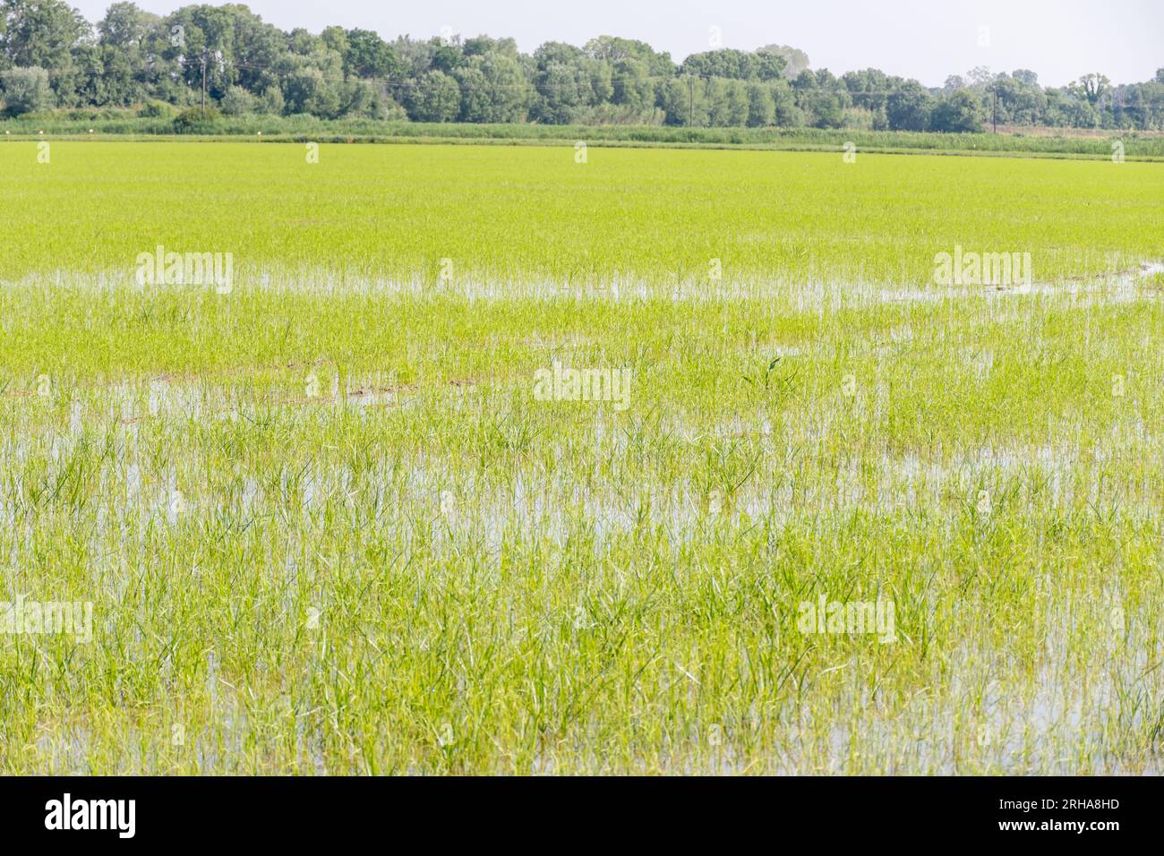 Cultivation of rice in Camargue, Provence, France. Rice plants growing ...