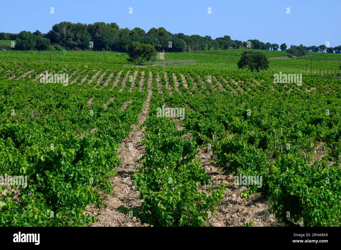 Vineyards of Chateauneuf du Pape appelation with grapes growing on ...