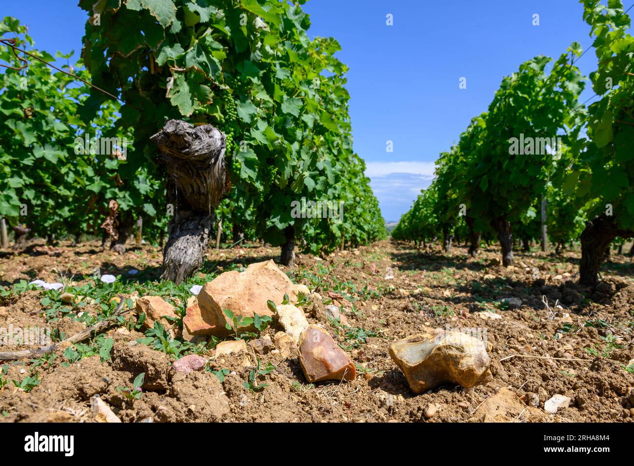 Sample of soil, flint stone, vineyards of Pouilly-Fume appellation ...