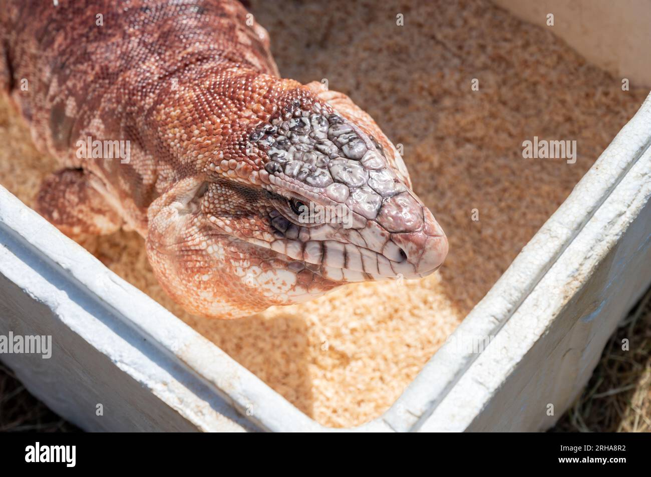 Big Argentinian red tegu lizard Salvator rufescens common in exotic pet ...