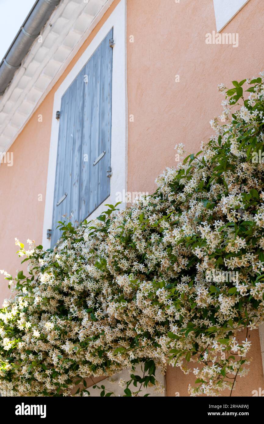 Botanical collection of medicinal and climbing plants, Jasminum ...
