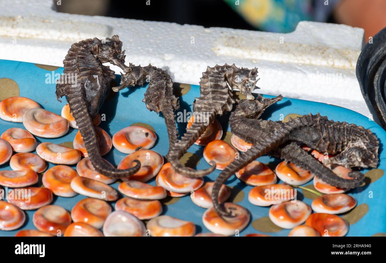 Catch of the day for sale on daily fish market in old port of Marseille ...