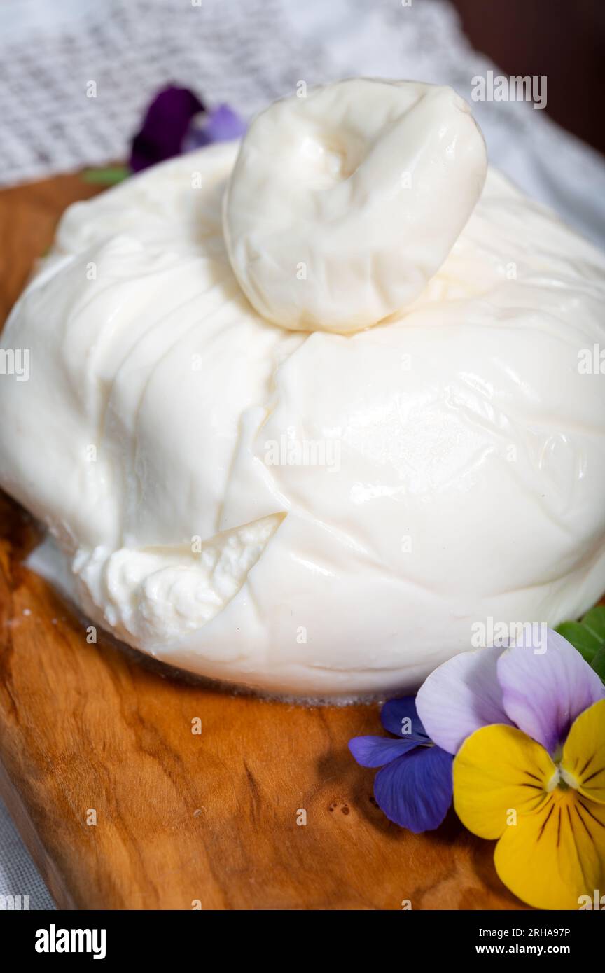 Eating of fresh handmade soft Italian cheese from Puglia, white balls ...